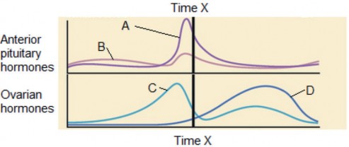 IB DP Biology Topic 6: Human physiology : 6.6 Hormones, homeostasis and ...