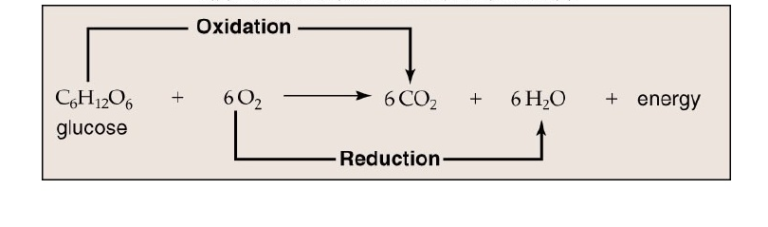 IB DP Biology Topic 2: Molecular biology 2.8 Cell respiration Study Notes