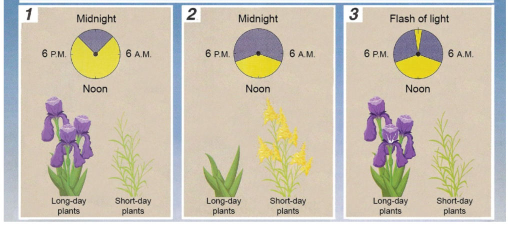 NEET Biology - Plant – Growth and Development- Study Notes - IBDP,MYP ...