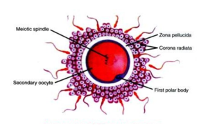 IB DP Biology Topic 6: 6.6 Hormones, homeostasis and reproduction ...