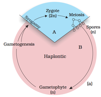 NEET Biology - Plant Kingdom- Study Notes