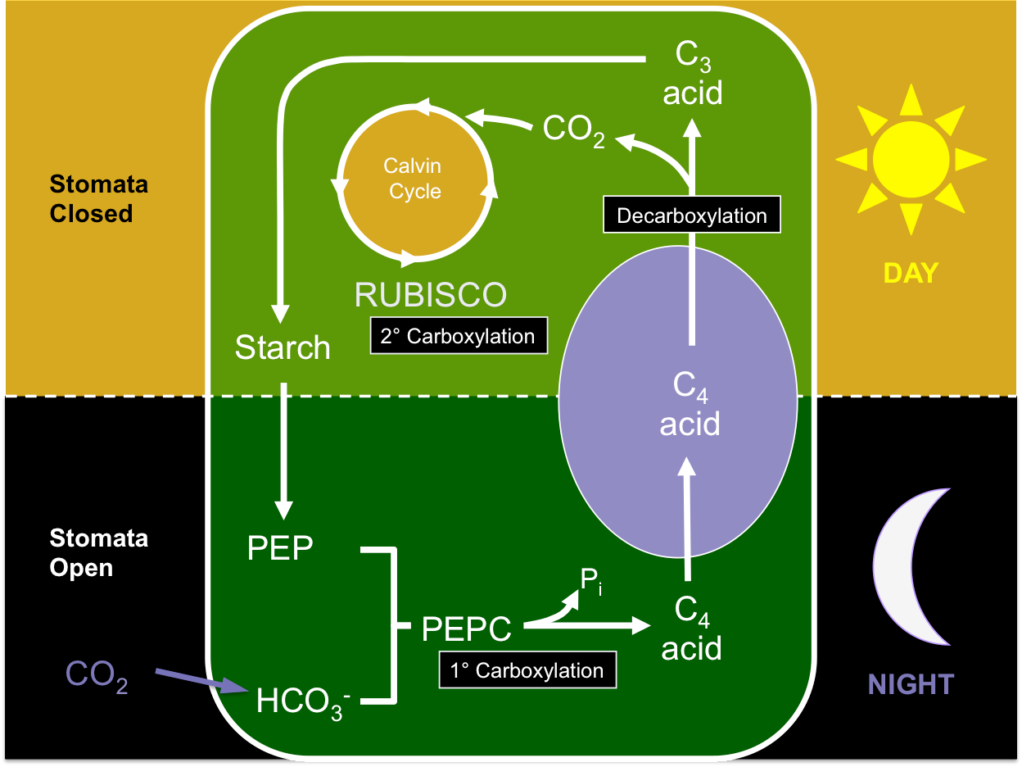 NEET Biology - Photosynthesis in Higher Plants- Study Notes