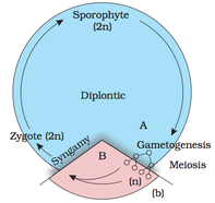 NEET Biology - Plant Kingdom- Study Notes