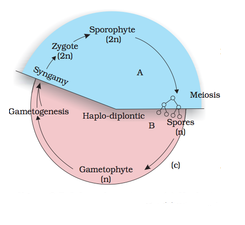 NEET Biology - Plant Kingdom- Study Notes