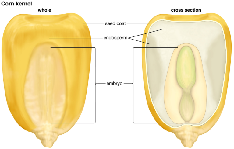 NEET Biology - Morphology of Flowering Plants- Study Notes