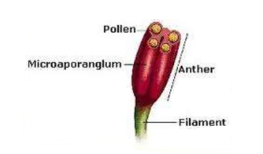 NEET Biology - Sexual Reproduction in Flowering Plants- Study Notes