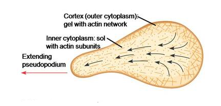 Amoeboid Motion