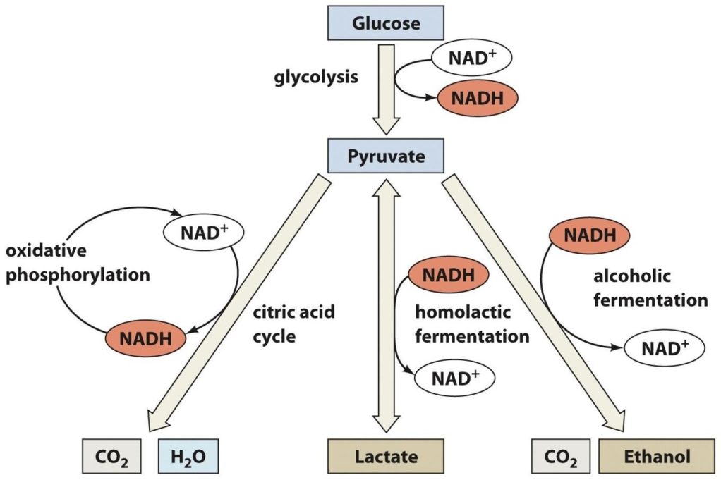 NEET Biology - Respiration in Plants- Study Notes