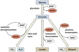IB DP Biology Topic 2: Molecular biology 2.8 Cell respiration Study Notes