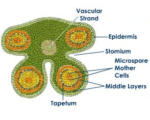 NEET Biology - Sexual Reproduction in Flowering Plants- Study Notes
