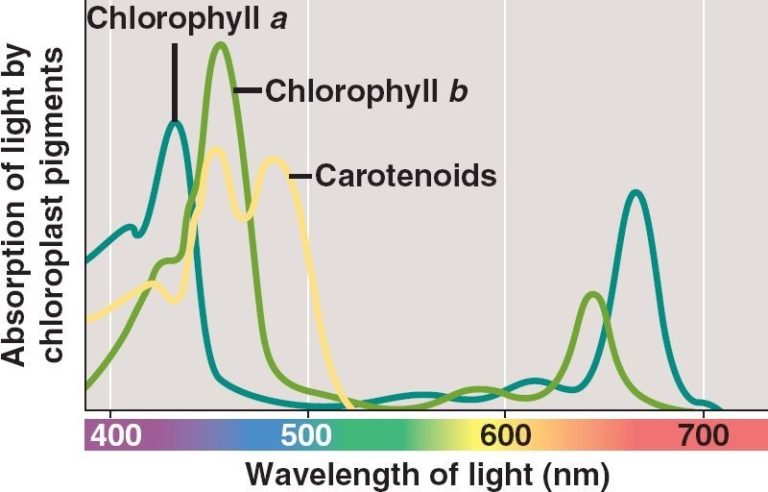 IB DP Biology Topic 2: Molecular biology 2.9 Photosynthesis Study Notes