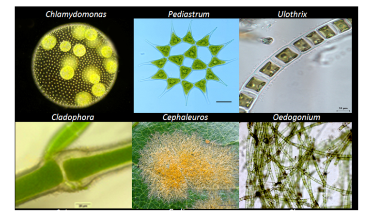NEET Biology - Plant Kingdom- Study Notes