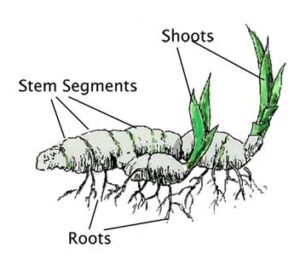 NEET Biology - Reproduction in Organisms- Study Notes