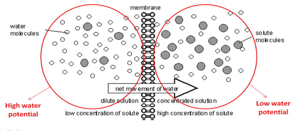 NEET Biology - Transport in Plants- Study Notes