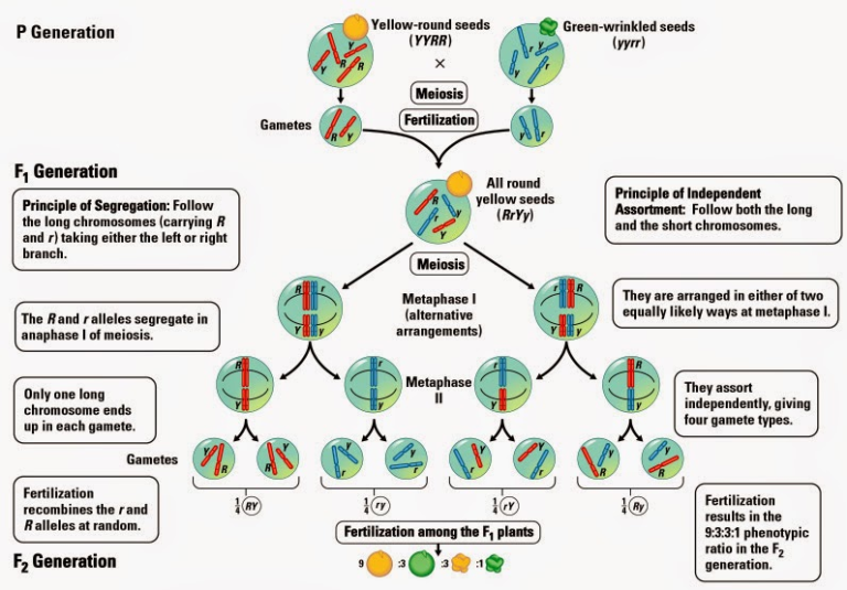 IB DP Biology Topic 3: Genetics 3.1 Genes Study Notes