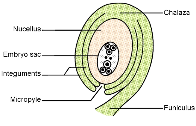 NEET Biology - Sexual Reproduction in Flowering Plants- Study Notes