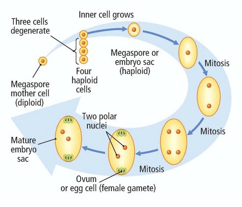 NEET Biology - Sexual Reproduction in Flowering Plants- Study Notes