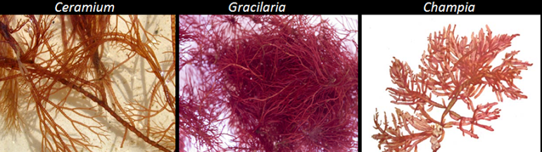 NEET Biology - Plant Kingdom- Study Notes