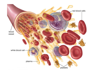IB DP Biology Topic 6: 6.2 The blood system: Study Notes