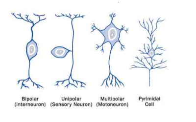 IB DP Biology Topic 6: 6.5 Neurons and synapses: Study Notes