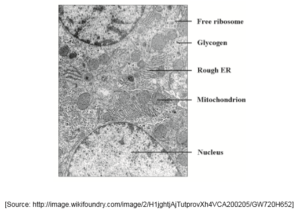 IB DP Biology 1.6 Cell division Question Bank SL Paper 2