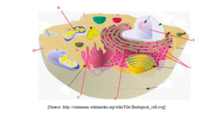 IB DP Biology 1.2 Ultrastructure of cells Question Bank HL Paper 2