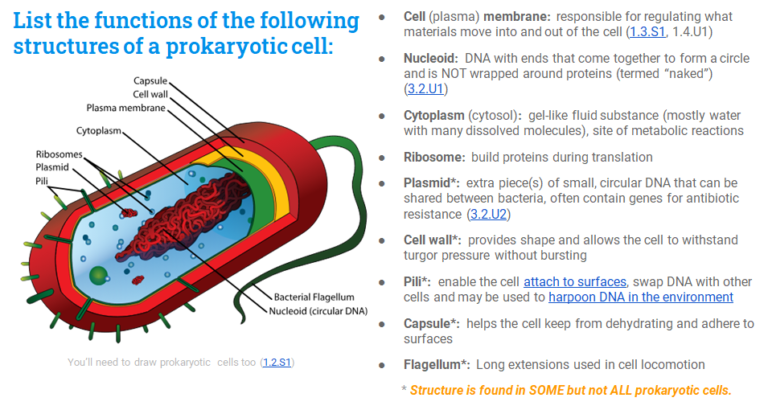 IB DP Biology Topic 1: Cell biology 1.2 Ultrastructure of cells Study Notes