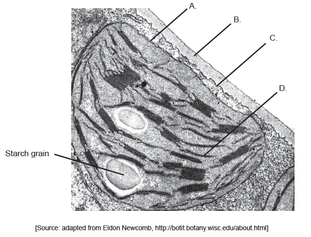 IB DP Biology 1.2 Ultrastructure of cells Question Bank SL Paper 1