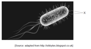 IB DP Biology 1.2 Ultrastructure of cells Question Bank SL Paper 1