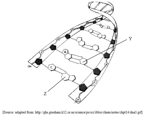 IB DP Biology Topic 2: Molecular biology 2.6 Structure of DNA and RNA ...