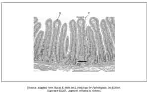 IB DP Biology 1.2 Ultrastructure of cells Question Bank SL Paper 3