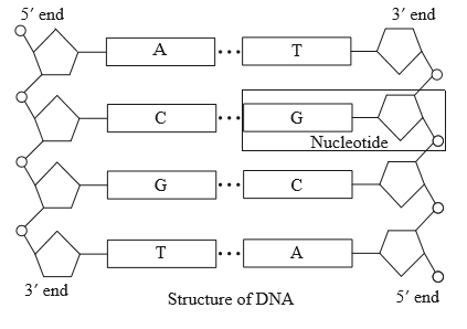IB DP Biology Topic 2: Molecular biology 2.6 Structure of DNA and RNA ...