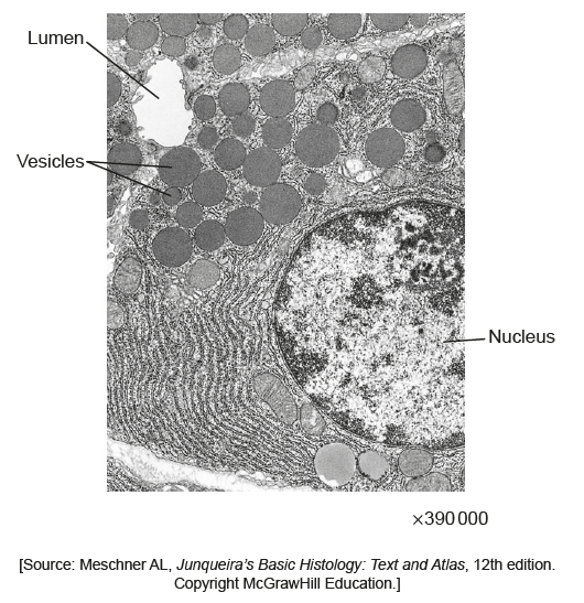 IB DP Biology 1.2 Ultrastructure of cells Question Bank HL Paper 1