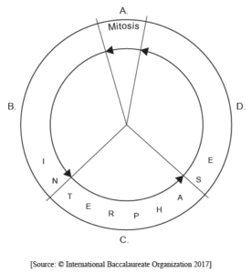 IB DP Biology 1.6 Cell division Question Bank SL Paper 1