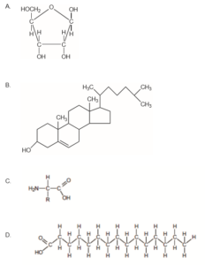 IB DP Biology Topic 2: Molecular biology 2.3 Carbohydrates and lipids ...