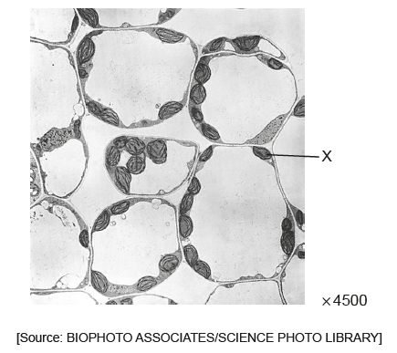 IB DP Biology 1.2 Ultrastructure of cells Question Bank SL Paper 1