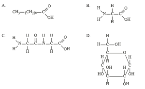 IB DP Biology Topic 2: Molecular biology 2.3 Carbohydrates and lipids ...