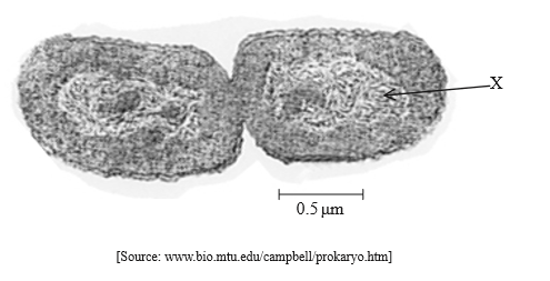 IB DP Biology 1.2 Ultrastructure of cells Question Bank HL Paper 1