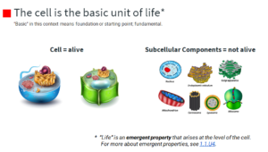 IB DP Biology Topic 1: Cell biology 1.1 Introduction to cells Study Notes