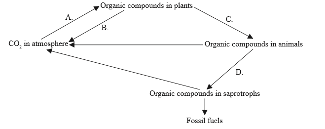 IB DP Biology D4.2 Stability and change- FA 2025-IB Exam Style ...