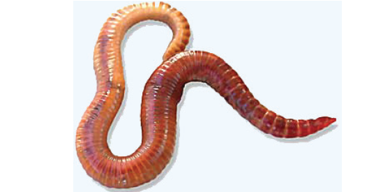 IB DP Biology Topic 5: Evolution and biodiversity : 5.3 Classification ...