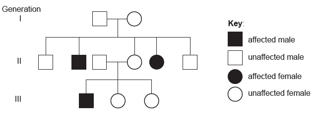 IB DP Biology Topic 3: 3.4 Inheritance Question Bank HL Paper 1
