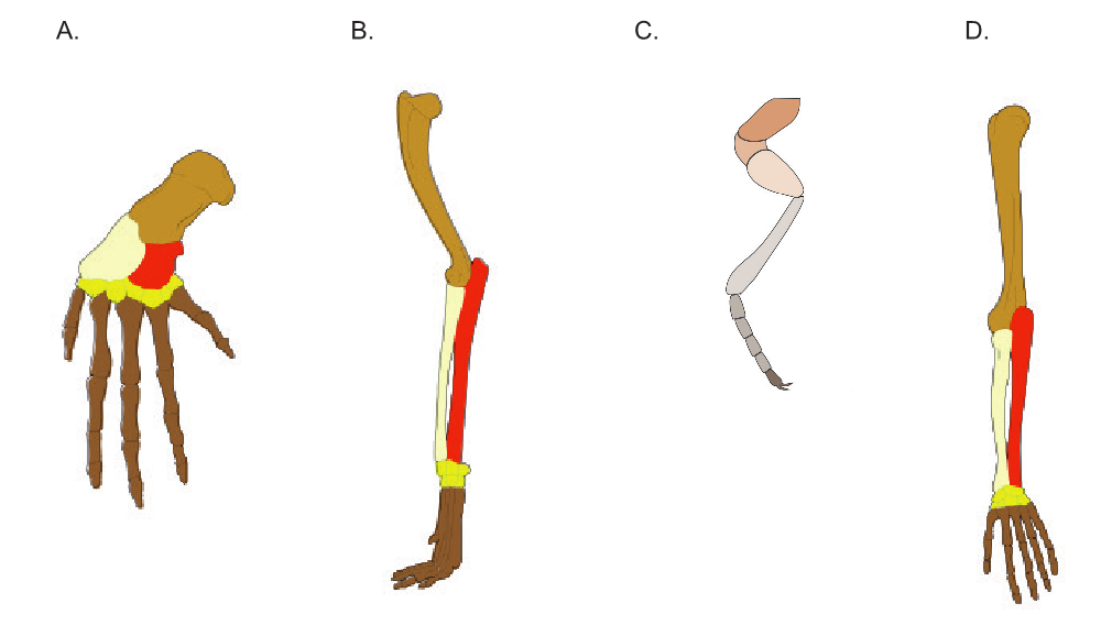 IB DP Biology Topic 5: Evolution and biodiversity : 5.1 Evidence for ...