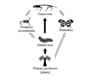IB DP Biology Topic 4: Ecology : 4.2 Energy flow Question Bank HL Paper 1