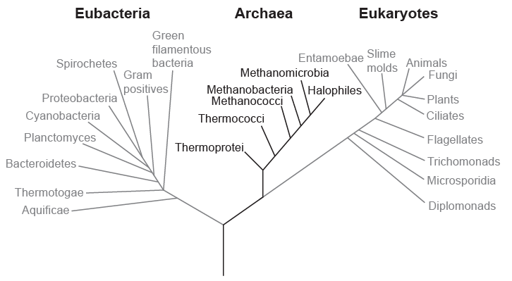 IB DP Biology Topic 5: Evolution and biodiversity : 5.3 Classification ...