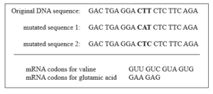 IB DP Biology-D1.3 Mutations and gene editing -FA 2025- IB Style ...