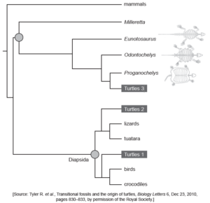 IB DP Biology Topic 5: Evolution and biodiversity : 5.3 Classification ...