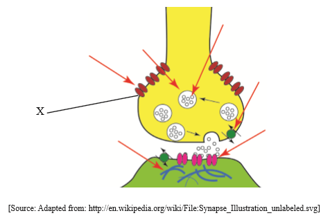 IB DP Biology Topic 6: Human physiology : 6.5 Neurons and synapses ...