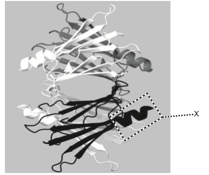 IB DP Biology Topic 7: Nucleic acids :7.3 Translation Question Bank HL ...