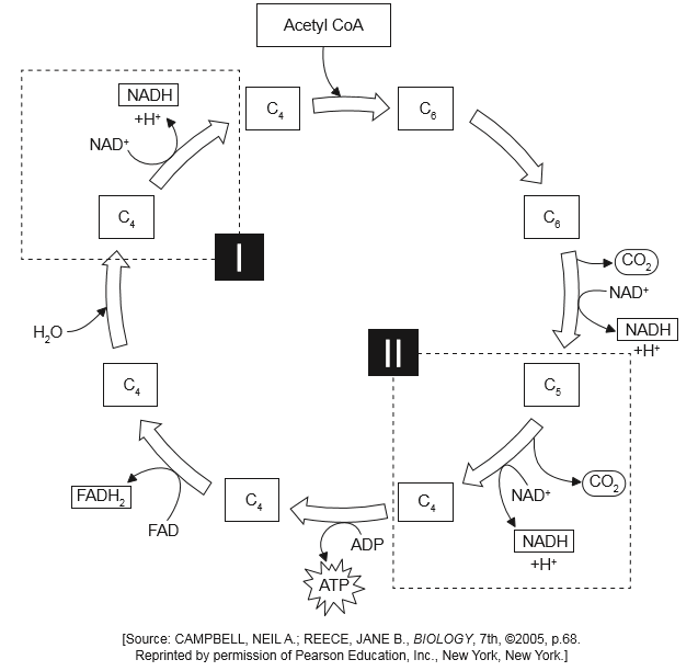 IB DP Biology Topic 8: Metabolism, cell respiration and photosynthesis ...